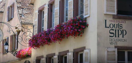 Colmar ⭐️ 10 Best Wineries & Vineyards to Visit ️ 2024