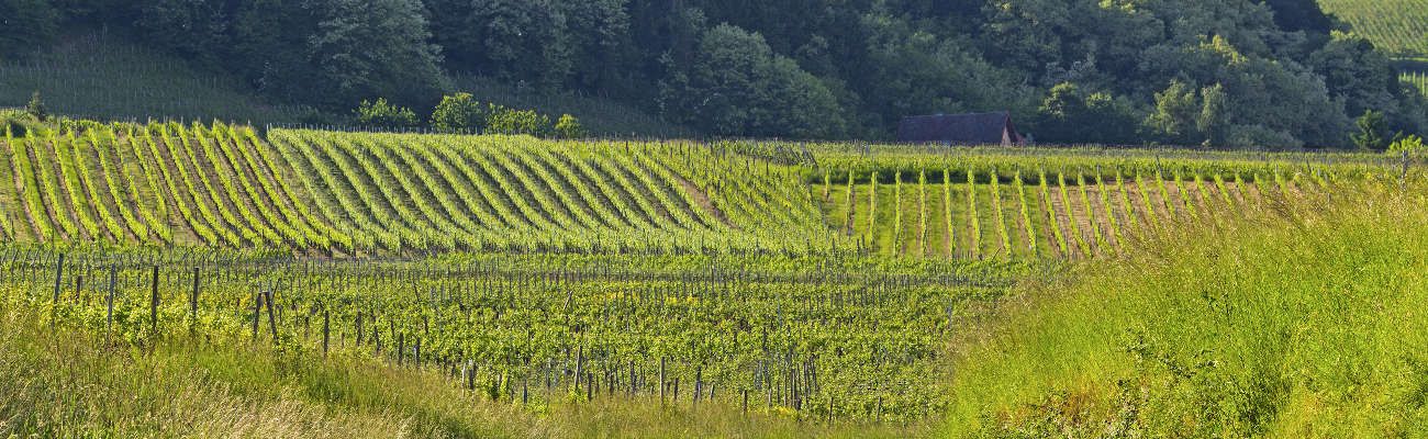 Pauillac ⭐️ 10 Best Wineries & Vineyards to Visit ️ 2024