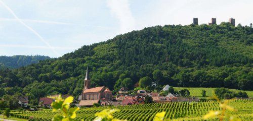Colmar ⭐️ 10 Best Wineries & Vineyards to Visit ️ 2024