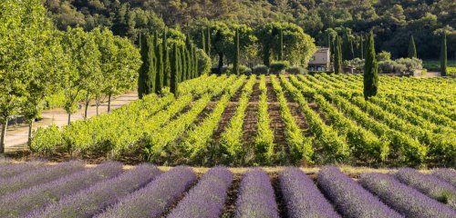 Vignoble Provence ⭐️ Top Visite Cave & Dégustation Vin ️ 2024